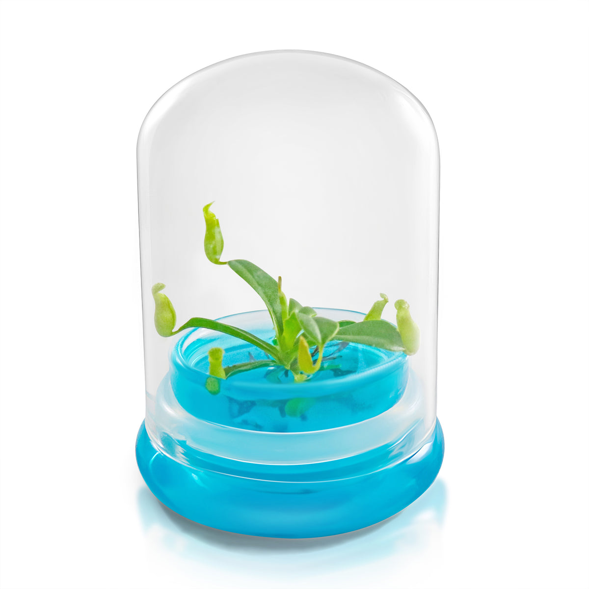 Miniature Pitcher Plant Terrarium, Nepenthes Tobaica, Hairy Pitfall Tr ...