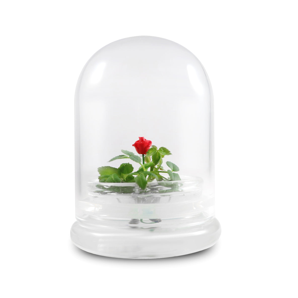 Zero Care Rose, Flower Terrarium, For Your Lovely One – Orchid Gene